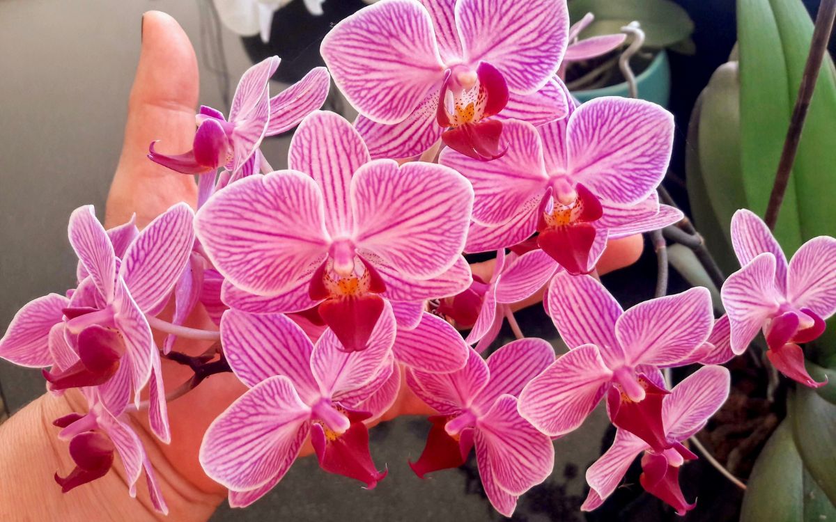 Como Cuidar de Orquídeas Em 7 Passos (Para Iniciantes)