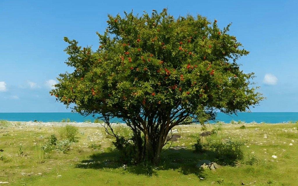 Bonsai de Romã - Como Cuidar Em 6 Passos Simples