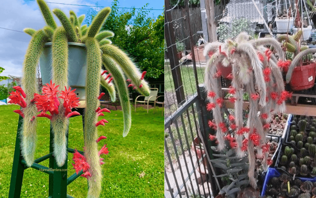 Cacto Rabo-de-Macaco: Como Cuidar e Fazer Mudas