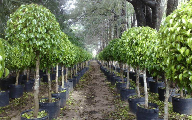 Ficus Benjamina - Origem, Características e Cultivo