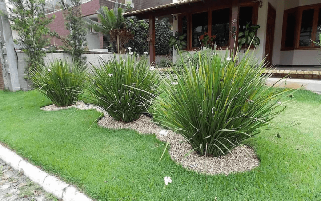 Moreia: Como Cuidar, Plantar e Multiplicar Facilmente