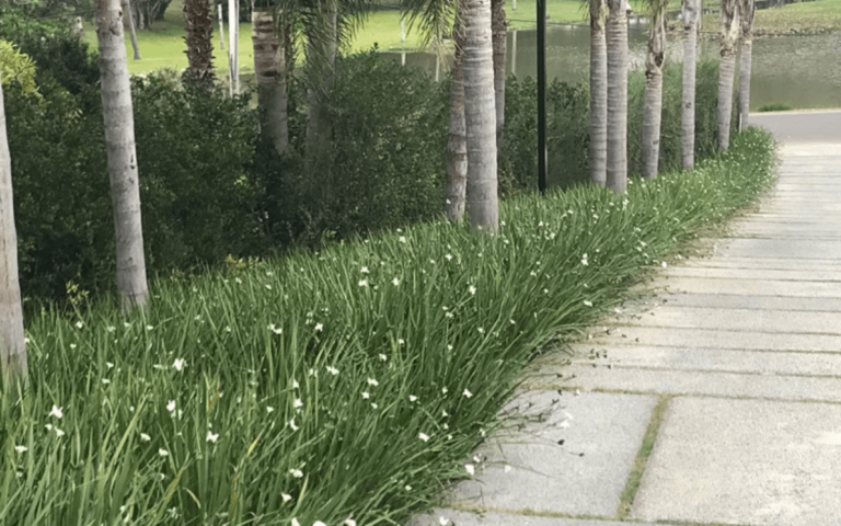 Moreia: Como Cuidar, Plantar e Multiplicar Facilmente