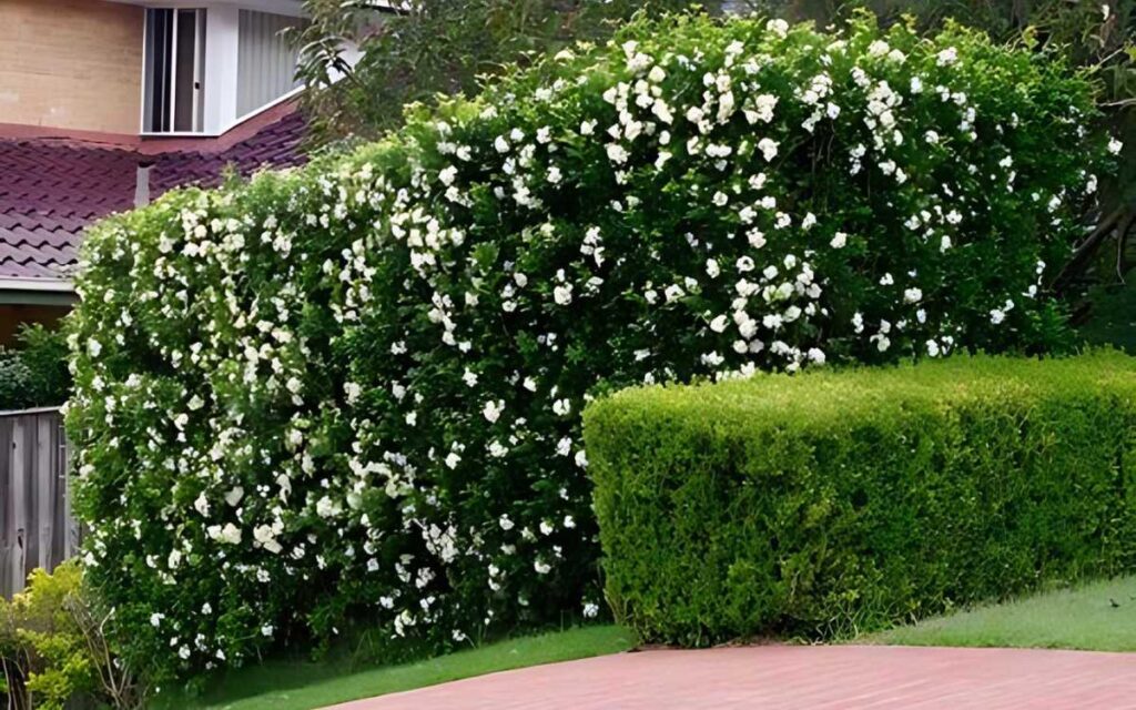 Murta de Cheiro: Curiosidades, Como Cuidar e Fotos