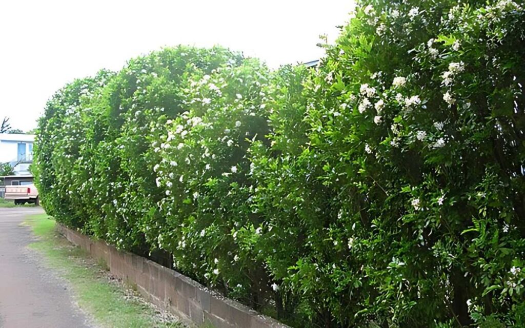 Murta de Cheiro: Curiosidades, Como Cuidar e Fotos