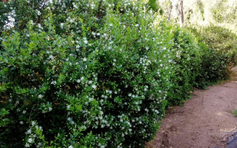 Murta (Myrtus communis): Características e Como Cuidar