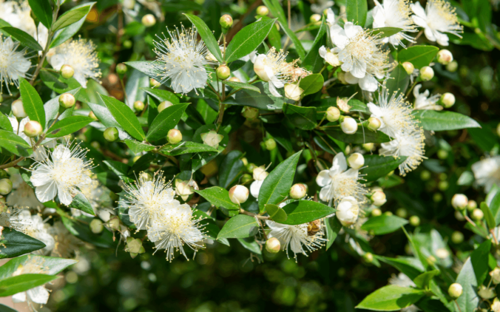 Murta (Myrtus communis): Características e Como Cuidar