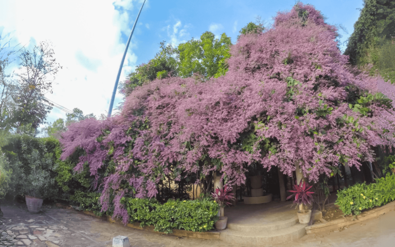 Congéia (Congea Tomentosa): Como Cuidar e Fazer Mudas